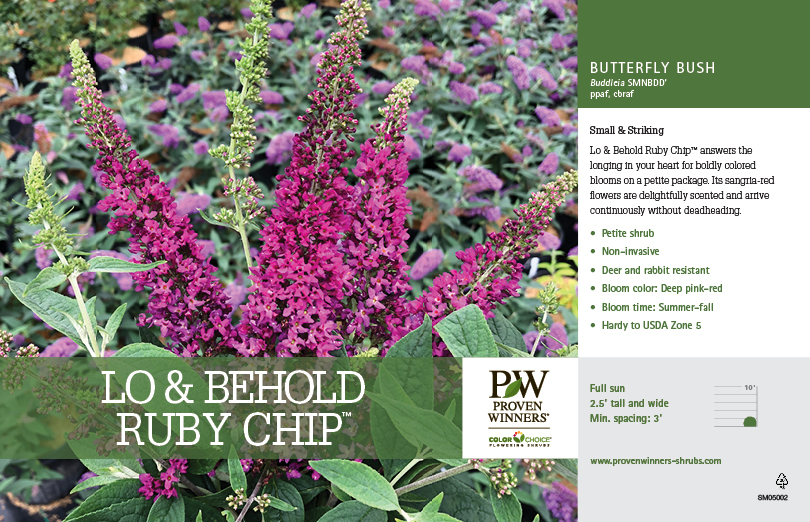 Lo & Behold Ruby Chip® Buddleia Benchcard - Spring Meadow Nursery