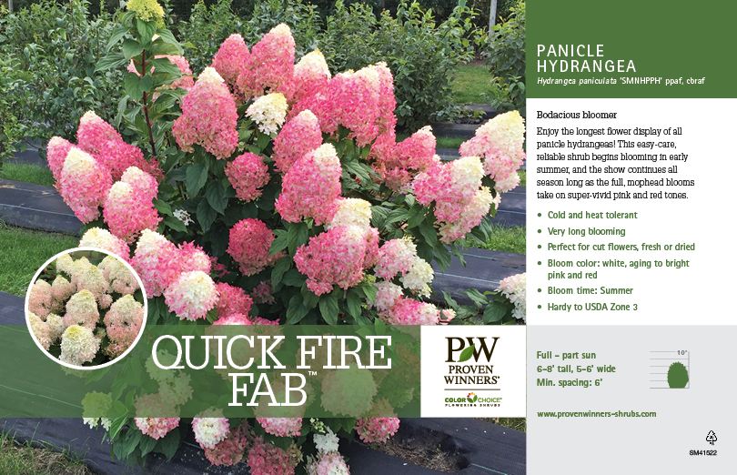 Quick Fire Fab® Hydrangea Benchcard - Spring Meadow Nursery