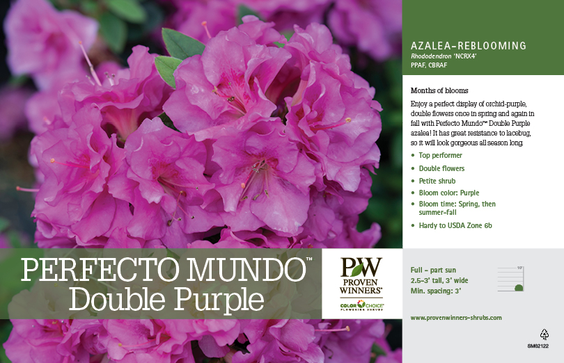 Perfecto Mundo® Double Purple Rhododendron Benchcard - Spring Meadow ...