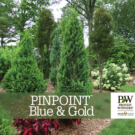 Pinpoint Blue & Green Chamaecyparis benchcard - Spring Meadow Nursery