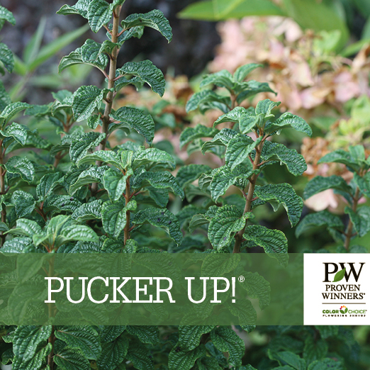 Proven Winners® ColorChoice® Pucker Up!® Cornus retail benchcard ...