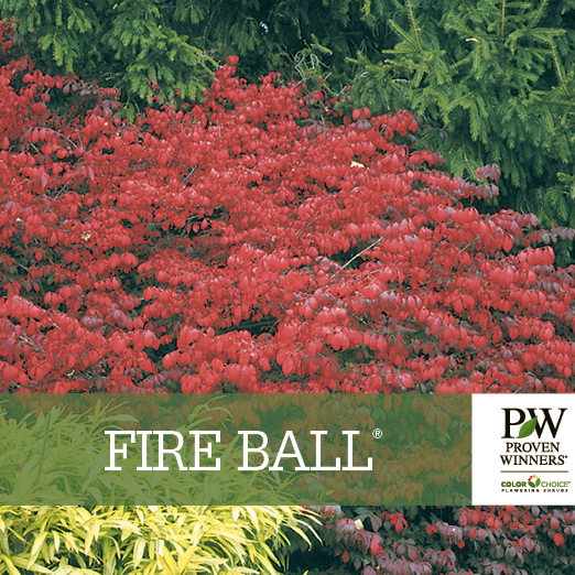 Fire Ball euonymus benchcard - Spring Meadow Nursery