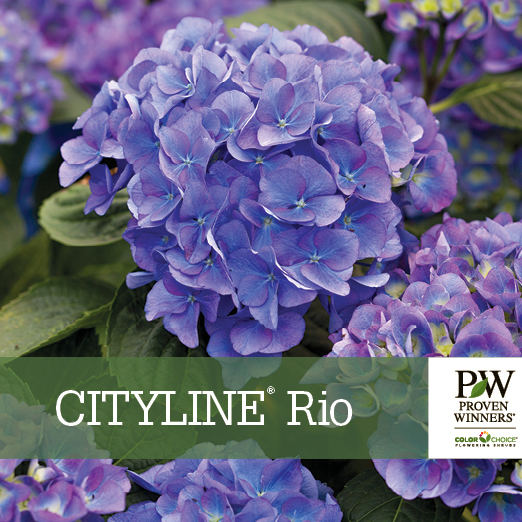 Proven Winners® ColorChoice® Cityline® Rio Hydrangea retail benchcard ...