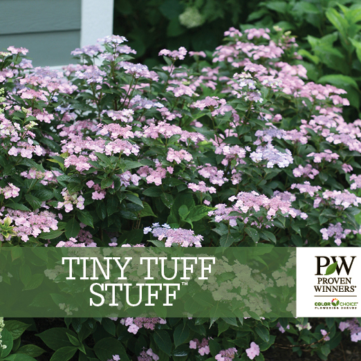 Tiny Tuff Stuff Hydrangea Benchcard - Spring Meadow Nursery