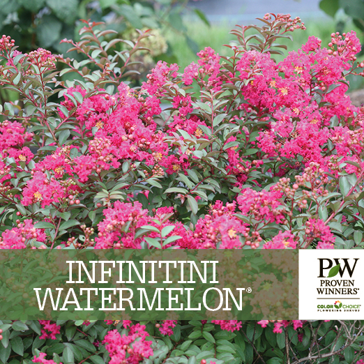 Infinitini Watermelon® Lagerstroemia Benchcard - Spring Meadow Nursery