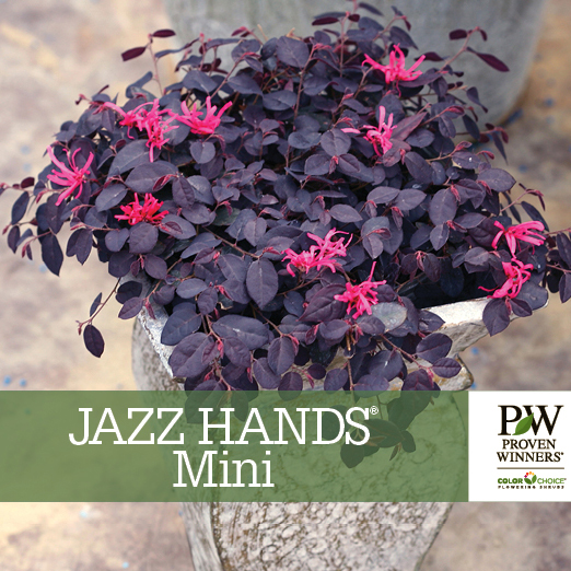 Jazz Hands Mini™ Loropetalum Benchcard - Spring Meadow Nursery