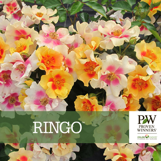 Ringo Rose Benchcard - Spring Meadow Nursery