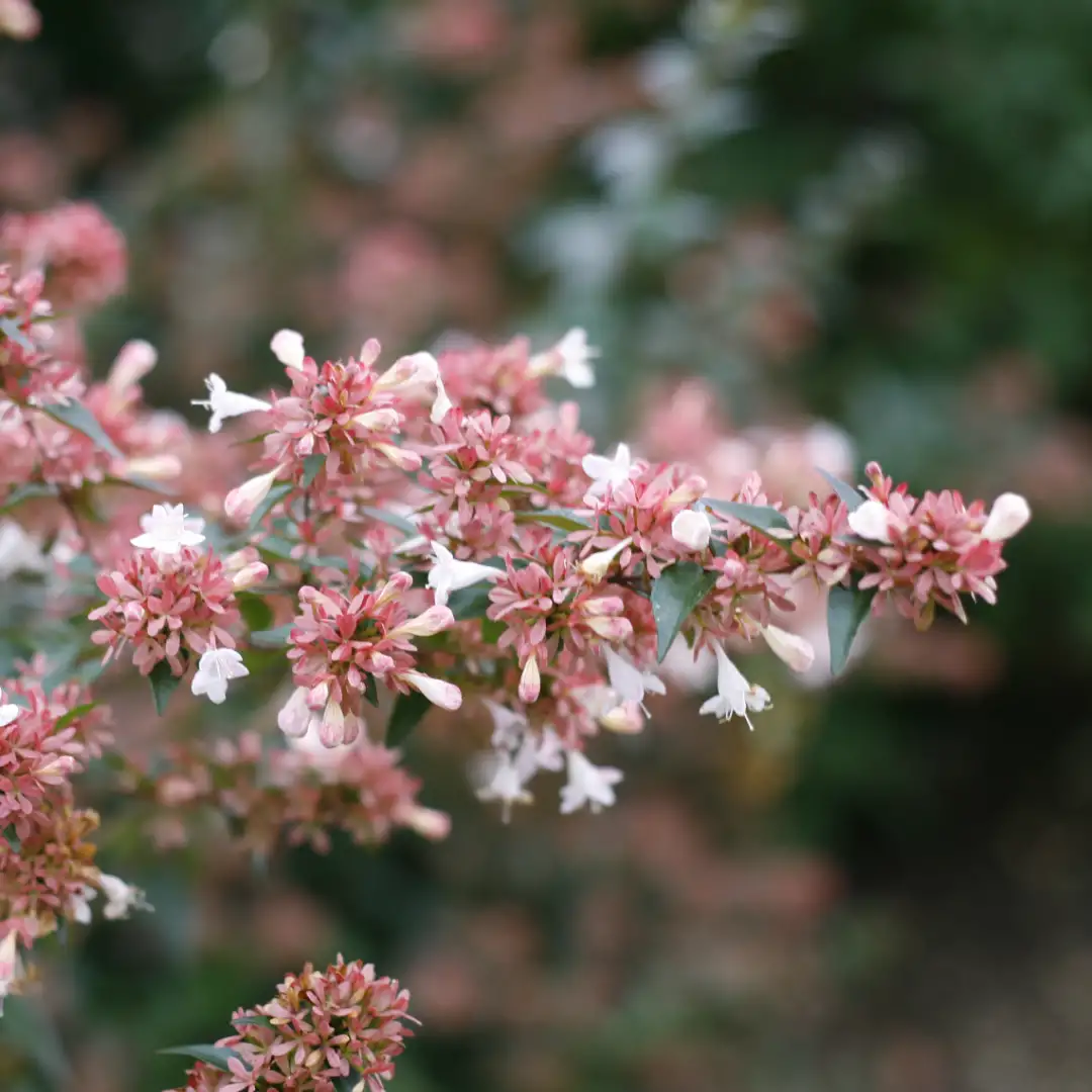 Ruby Anniversary Abelia | Spring Meadow - wholesale liners - Spring ...