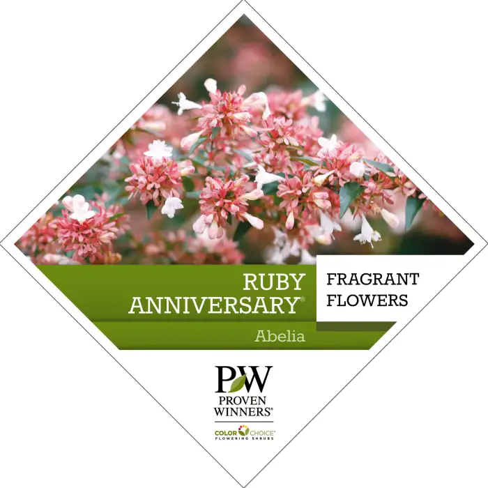 Proven Winners® ColorChoice® Ruby Anniversary® Abelia Tag - Spring ...