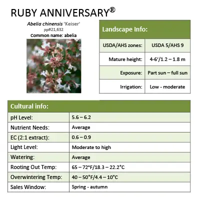 Growing tips for Proven Winners® ColorChoice® Ruby Anniversary® Abelia ...