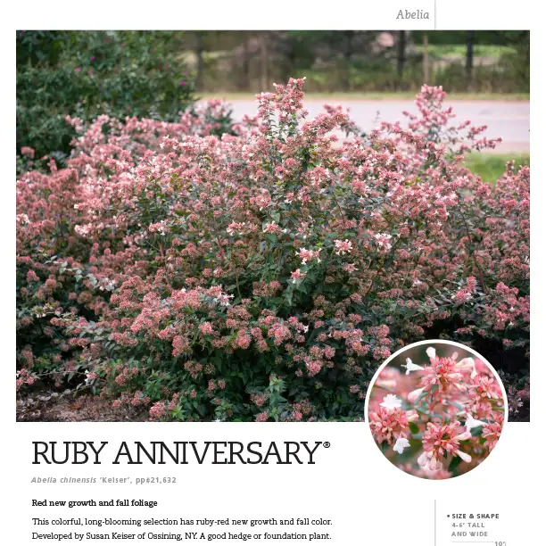 Ruby Anniversary® Abelia Landscape Spec Sheet - Spring Meadow Nursery