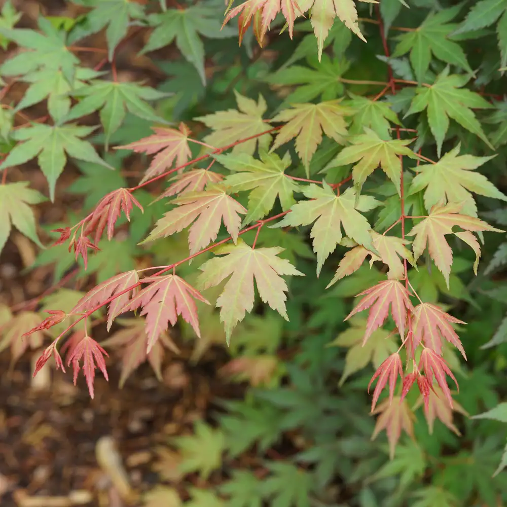 Hot Chana Japanese Maple | Spring Meadow - wholesale liners - Spring ...