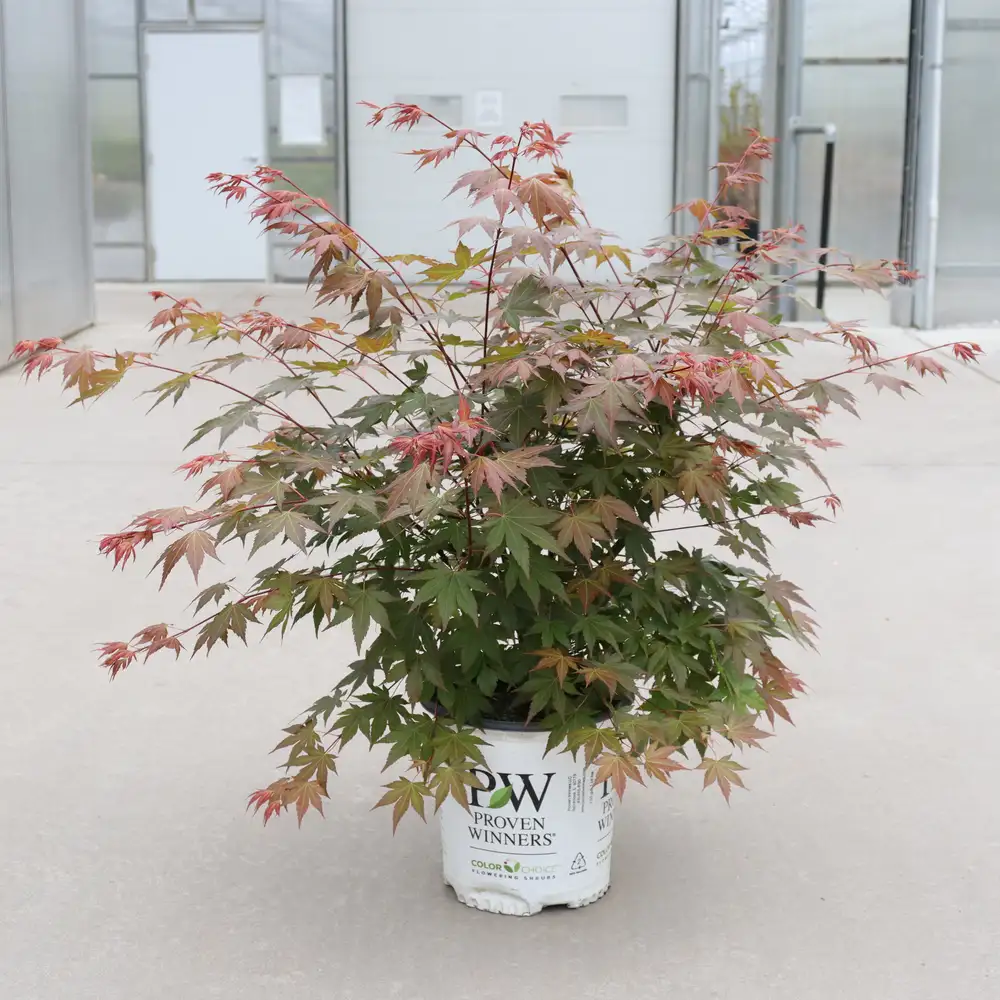 Hot Chana Japanese Maple | Spring Meadow - wholesale liners - Spring ...
