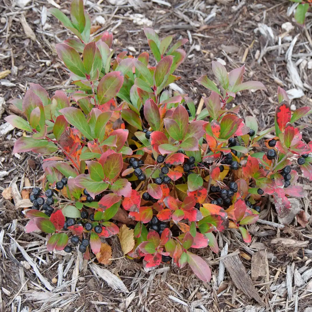 Ground Hug Aronia | - Spring Meadow Nursery