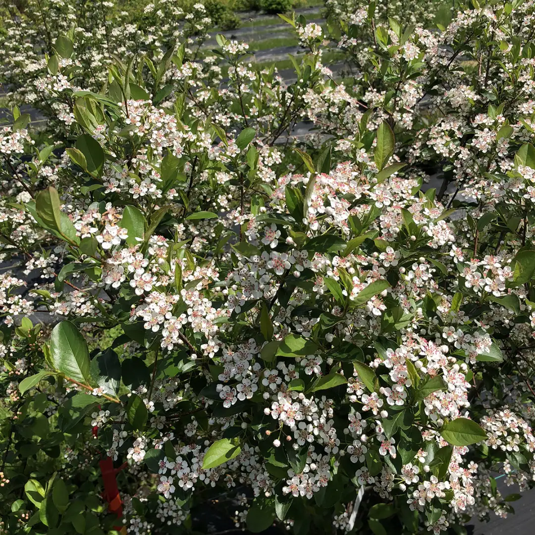 Low Scape Snowfire Aronia | Spring Meadow - wholesale liners - Spring ...