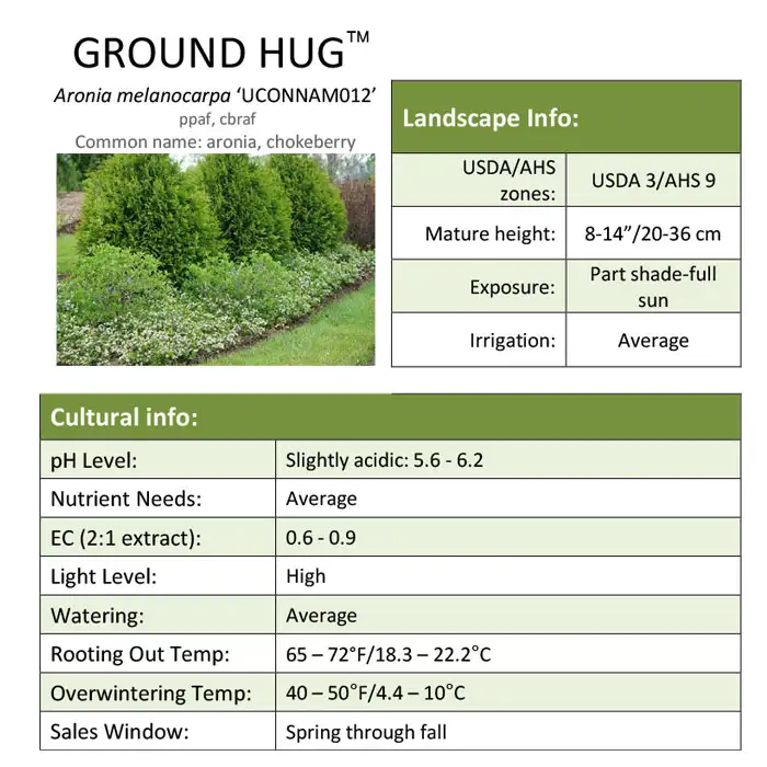 Ground Hug™ Aronia Grower Sheet - Spring Meadow Nursery