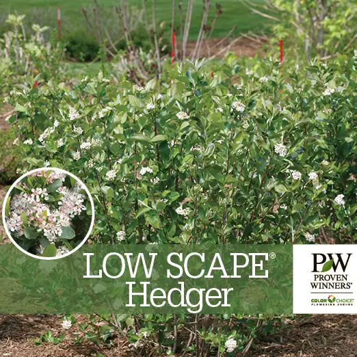 Proven Winners® ColorChoice® Low Scape Hedger Aronia retail benchcard ...
