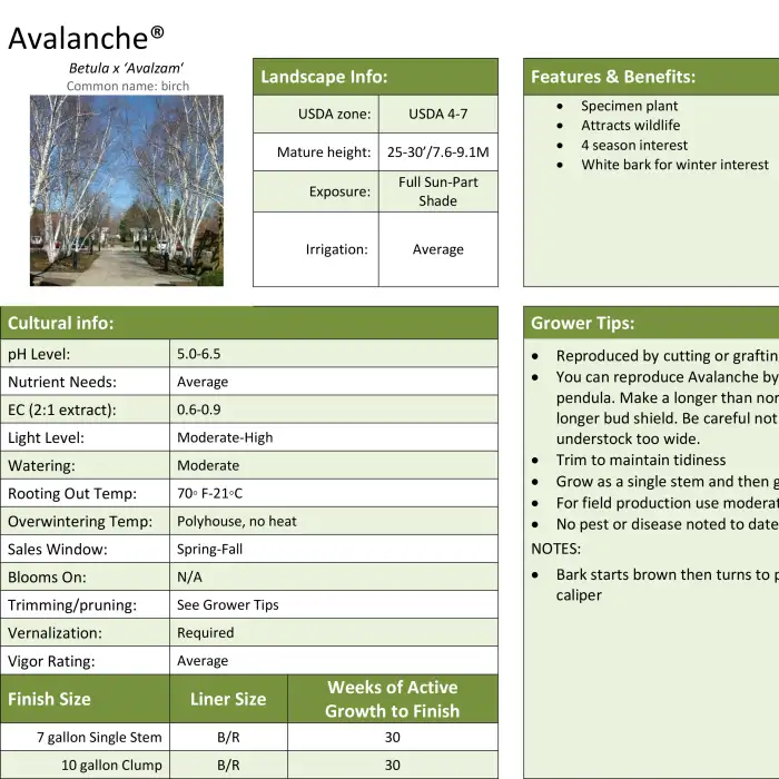 Avalanche Birch Professional Grower Sheet - Spring Meadow Nursery