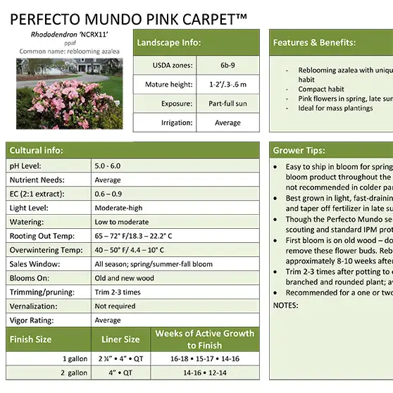 Perfecto Mundo Pink Carpet™ Azalea Grower Sheet - Spring Meadow Nursery