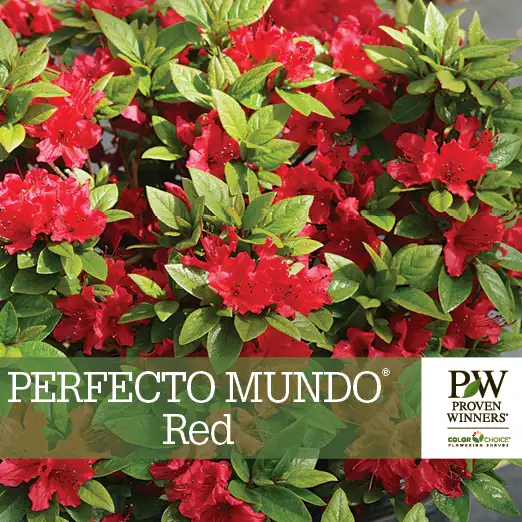 Perfecto Mundo® Red Azalea Benchcard - Spring Meadow Nursery