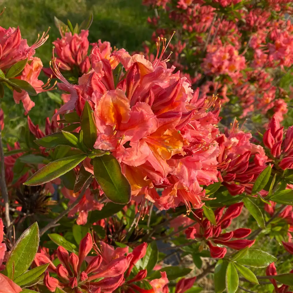 Sweet Reward Coral Azalea | Spring Meadow - wholesale liners - Spring ...