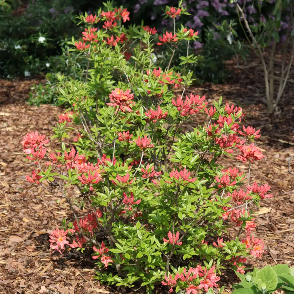 Sweet Reward Coral Azalea | Spring Meadow - wholesale liners - Spring ...