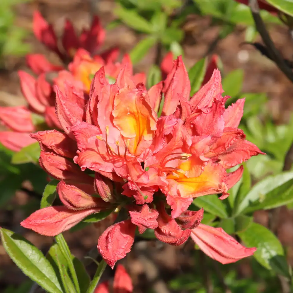 Sweet Reward Coral Azalea | Spring Meadow - wholesale liners - Spring ...