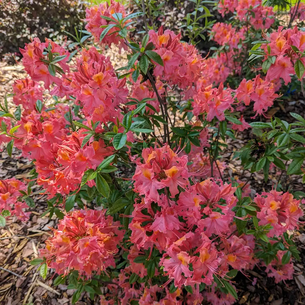 Sweet Reward Coral Azalea | Spring Meadow - wholesale liners - Spring ...