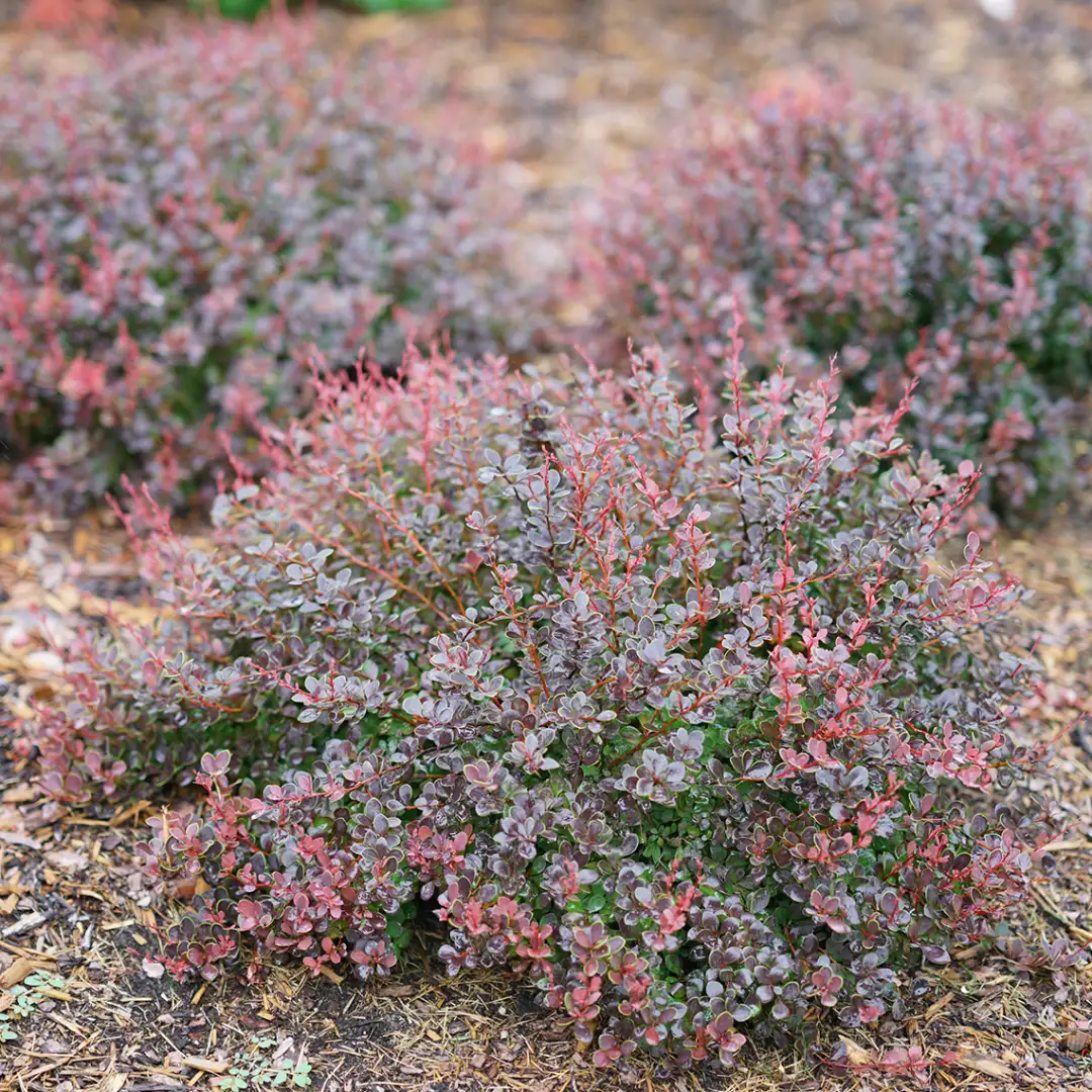 Sunjoy Mini Maroon Barberry | Spring Meadow - wholesale liners - Spring ...