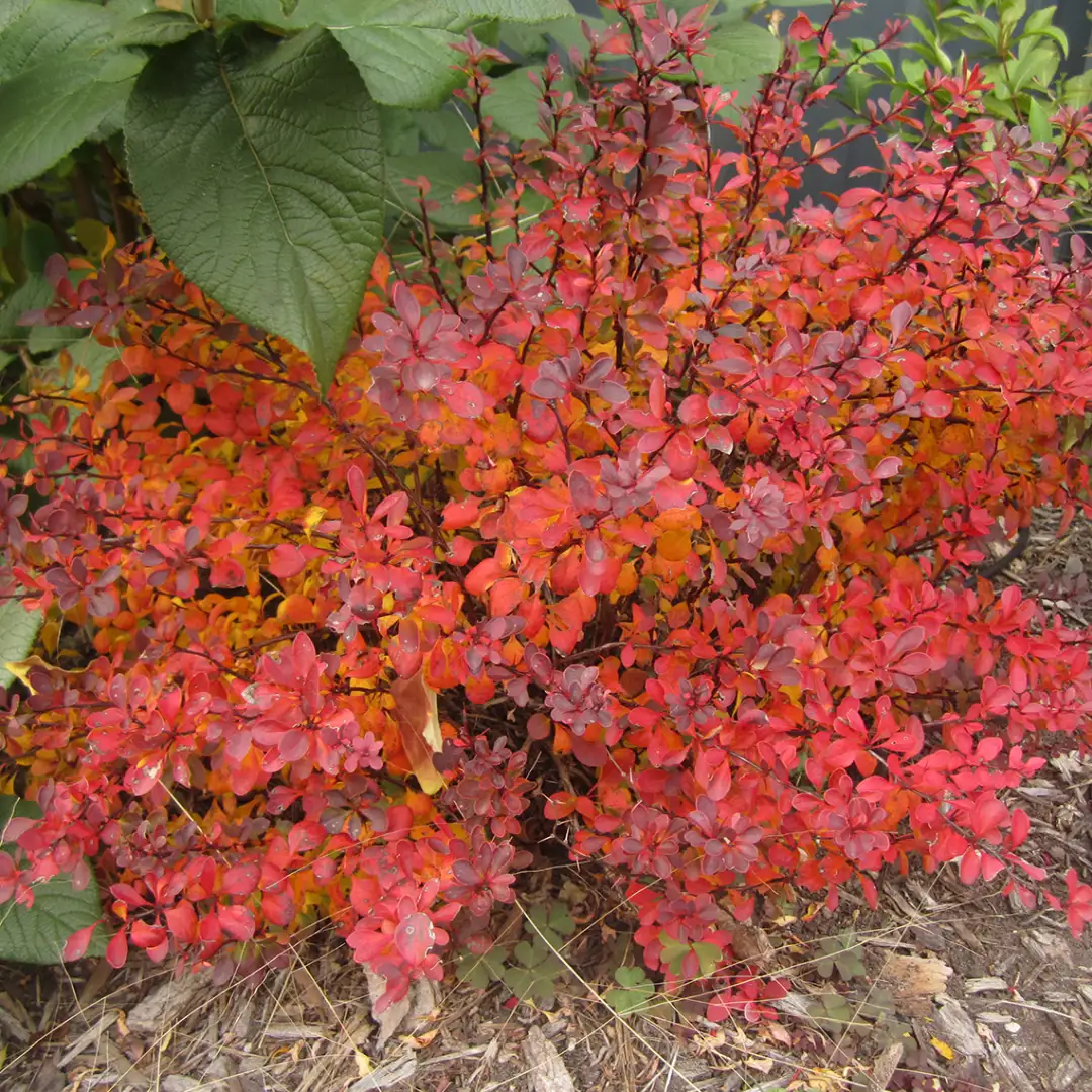 Sunjoy Mini Salsa Barberry | Spring Meadow - wholesale liners - Spring ...