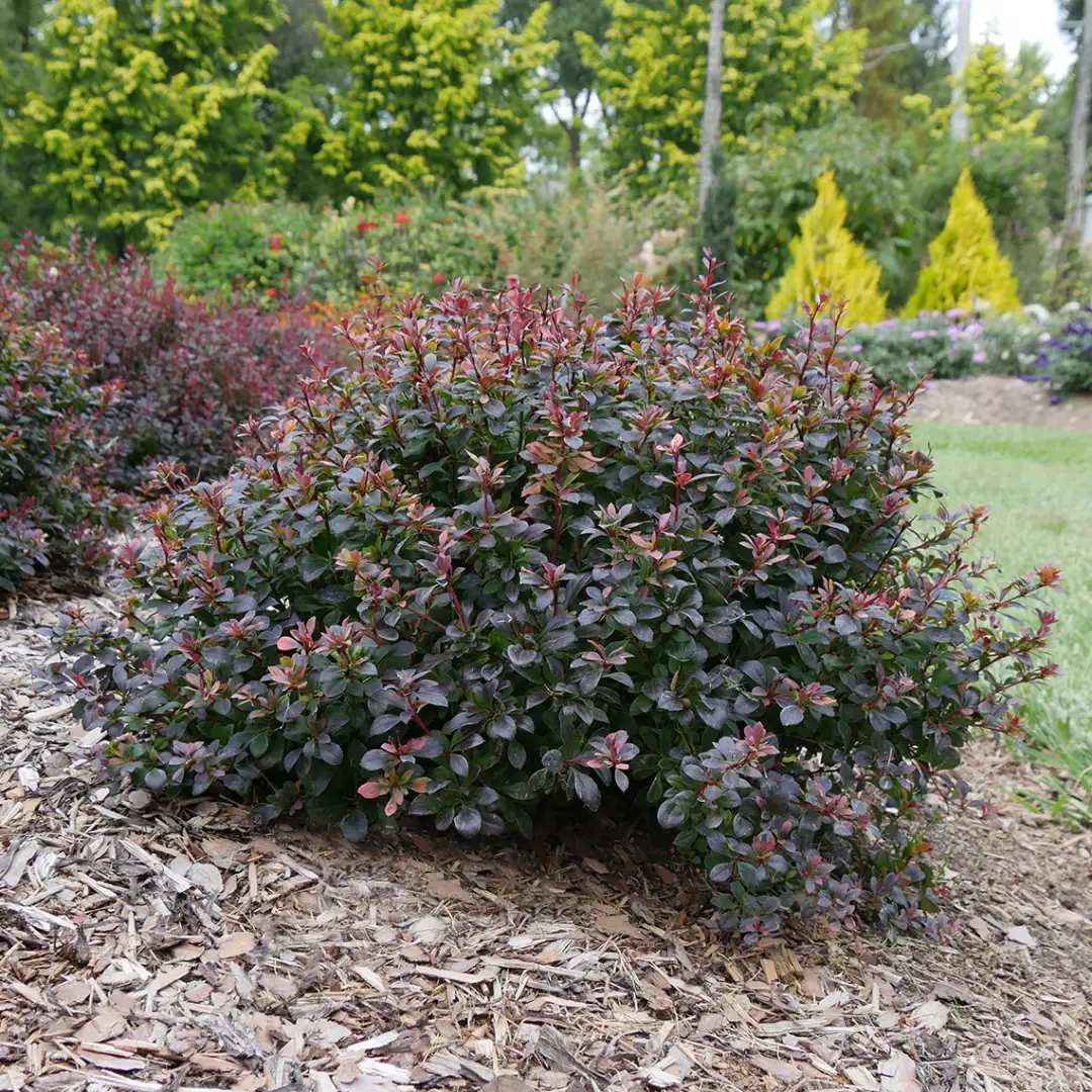 Sunjoy Todo Barberry | Spring Meadow - wholesale liners - Spring Meadow ...