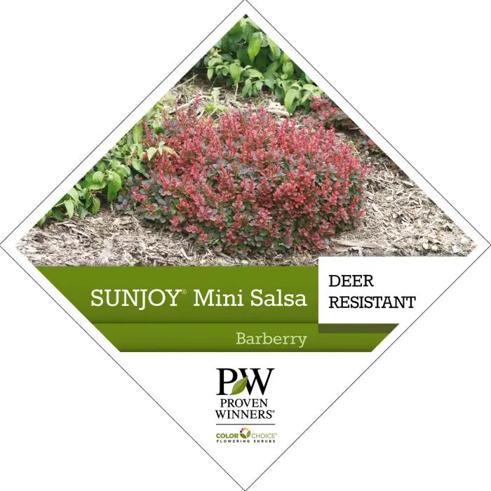 Proven Winners® ColorChoice® Sunjoy® Mini Salsa Berberis Tag - Spring ...