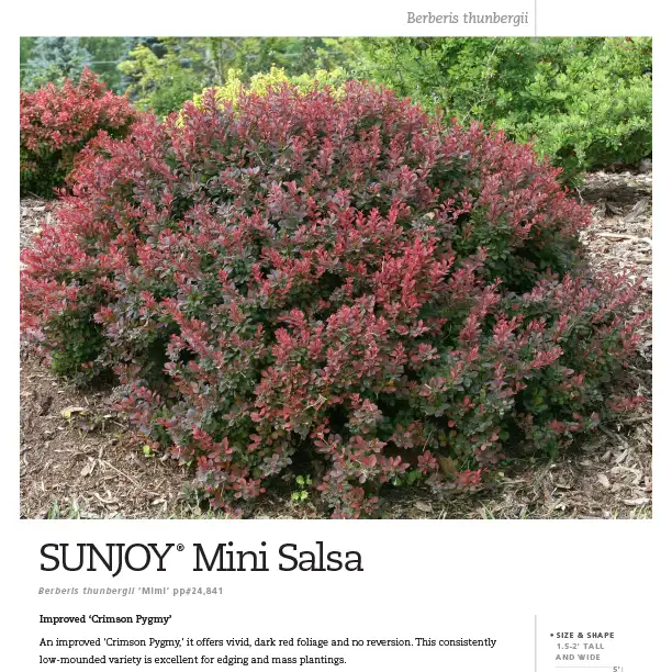 Proven Winners® ColorChoice® Sunjoy® Mini Salsa Berberis Landscape Spec ...