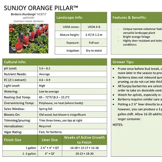 Sunjoy Orange Pillar™ Berberis Grower Sheet - Spring Meadow Nursery