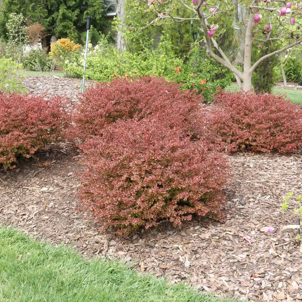 Sunjoy Really Red Berberis | Spring Meadow - wholesale liners - Spring ...