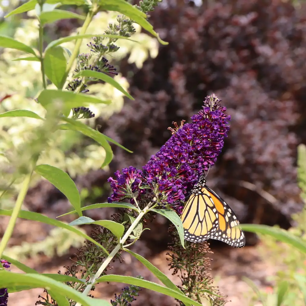 Darkest Night Buddleia | Spring Meadow - wholesale liners - Spring ...