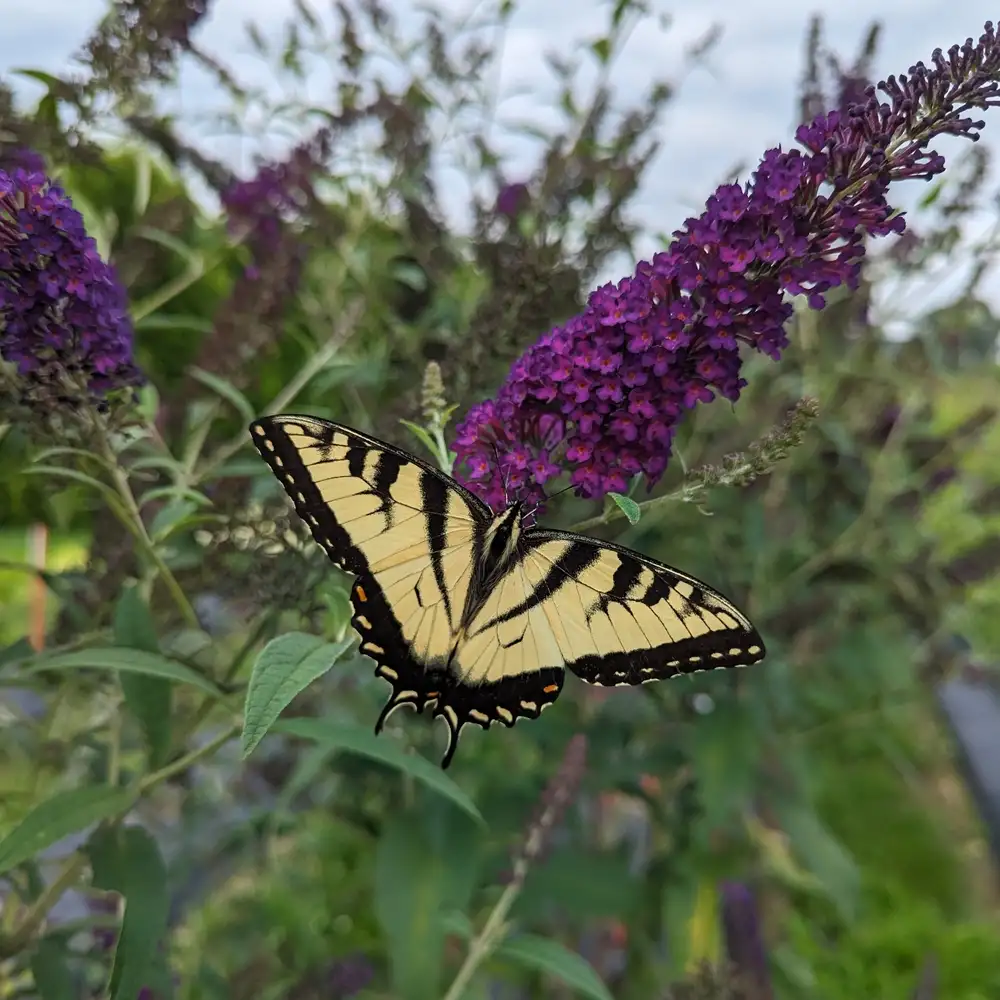 Darkest Night Buddleia | Spring Meadow - wholesale liners - Spring ...