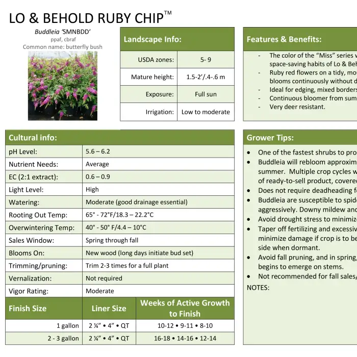 Lo & Behold Ruby Chip Butterfly Bush Professional Grower Sheet - Spring ...
