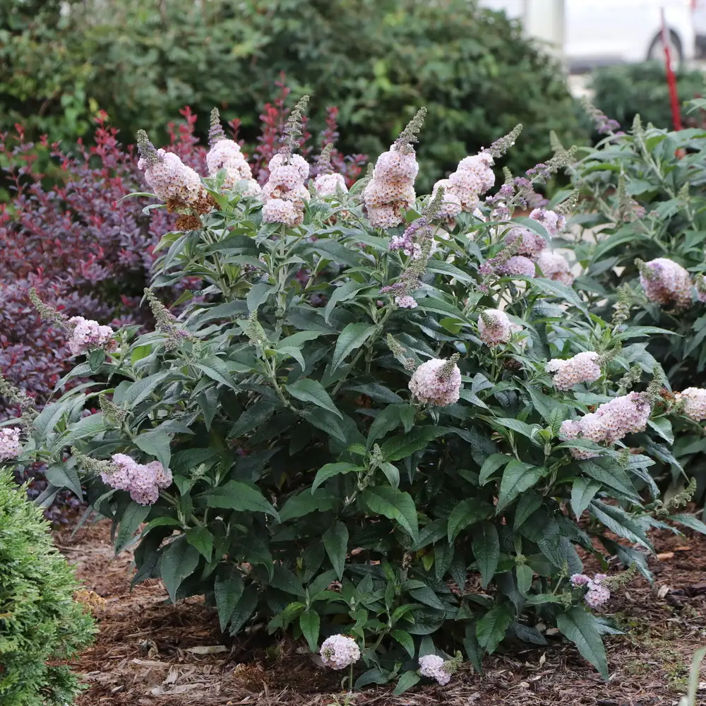 Pugster Sorbet Buddleia | Spring Meadow - wholesale liners - Spring ...