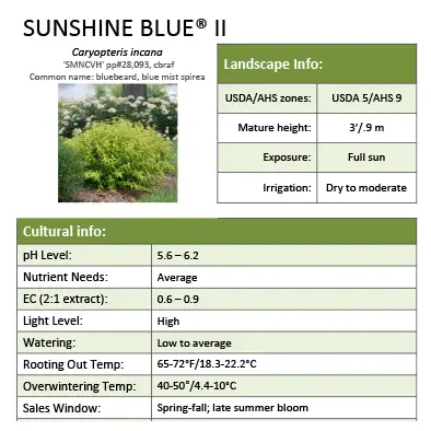 Growing Tips for Proven Winners® ColorChoice® Sunshine Blue® II ...