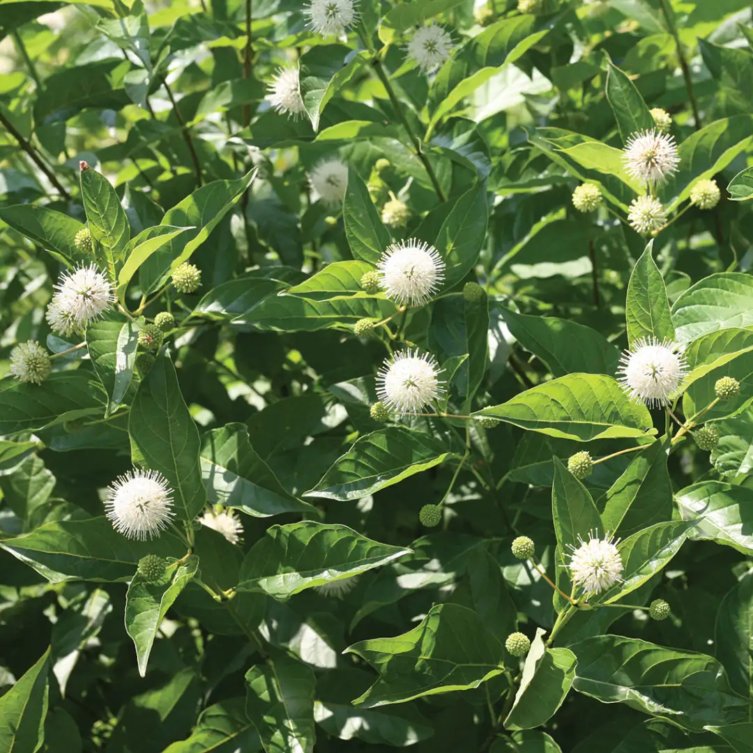 Sugar Shack Cephalanthus | Spring Meadow - wholesale liners - Spring ...