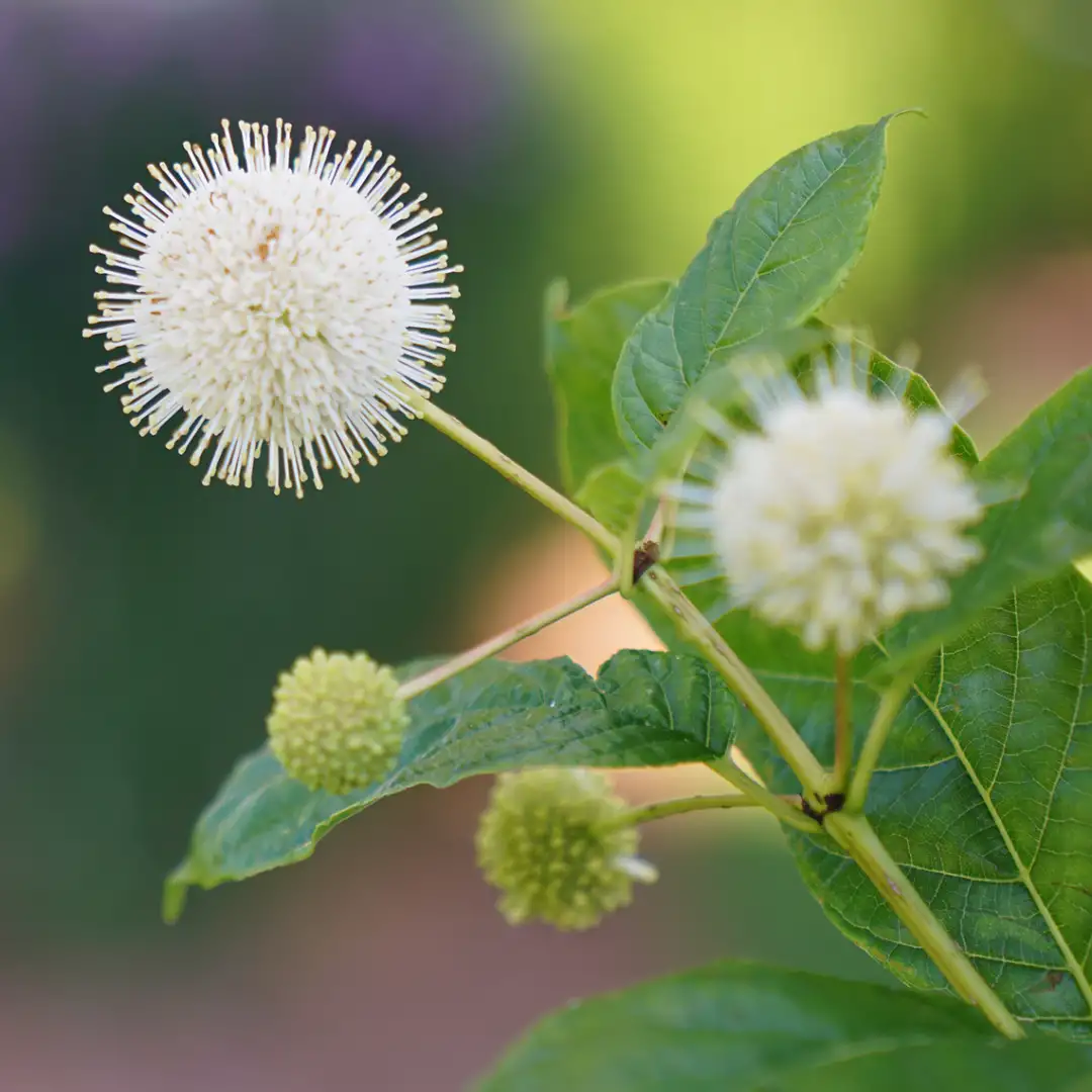 Sugar Shack Cephalanthus | Spring Meadow - wholesale liners - Spring ...