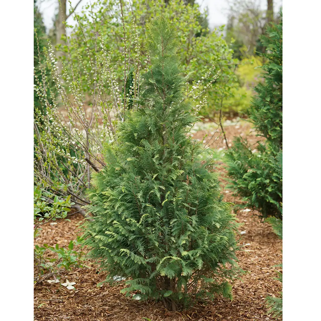Pinpoint Blue & Gold Chamaecyparis | Spring Meadow - wholesale liners ...