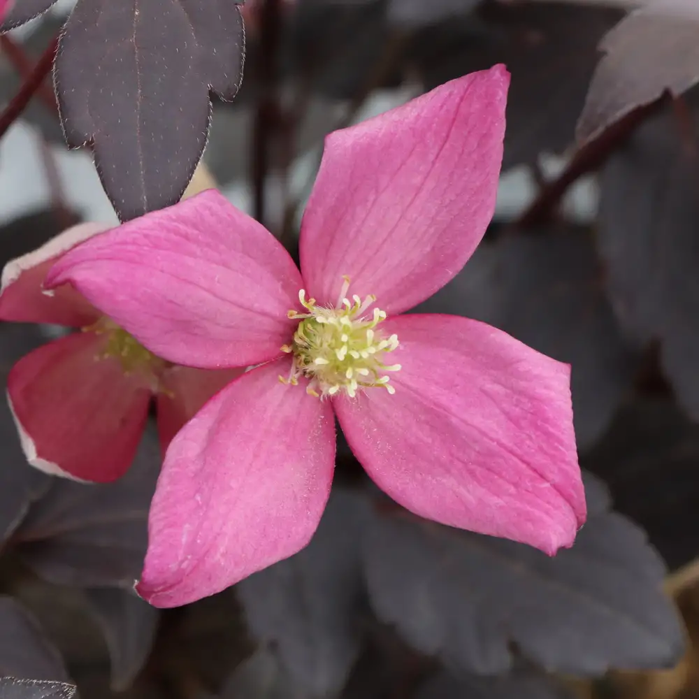 Moongate Mocha Clematis | Spring Meadow - wholesale liners - Spring ...