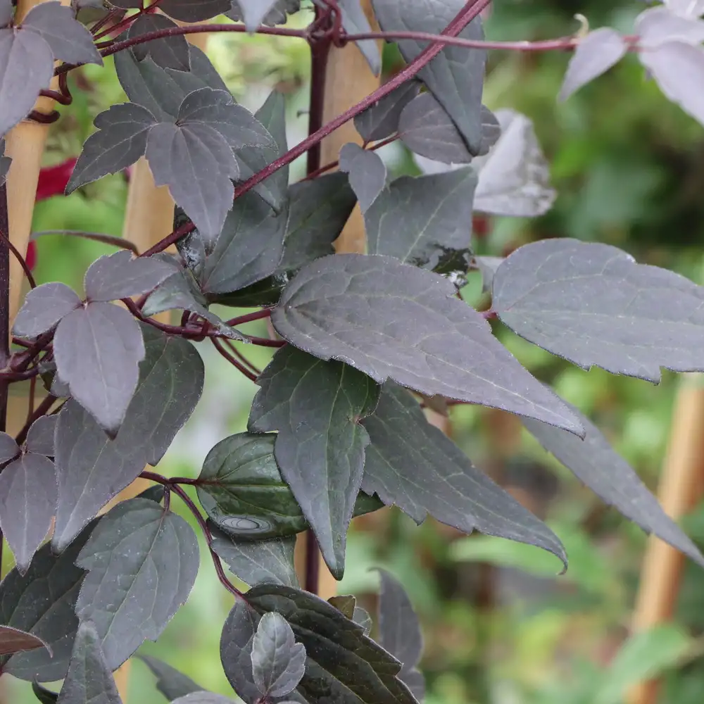 Moongate Mocha Clematis | Spring Meadow - wholesale liners - Spring ...