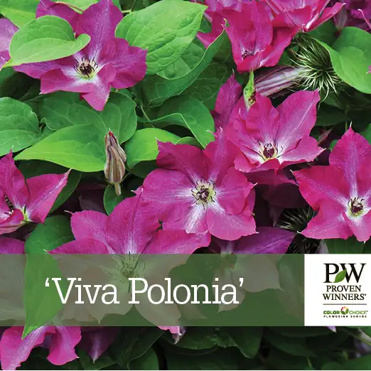 Plant of the Week October 6 2022 - Spring Meadow Nursery