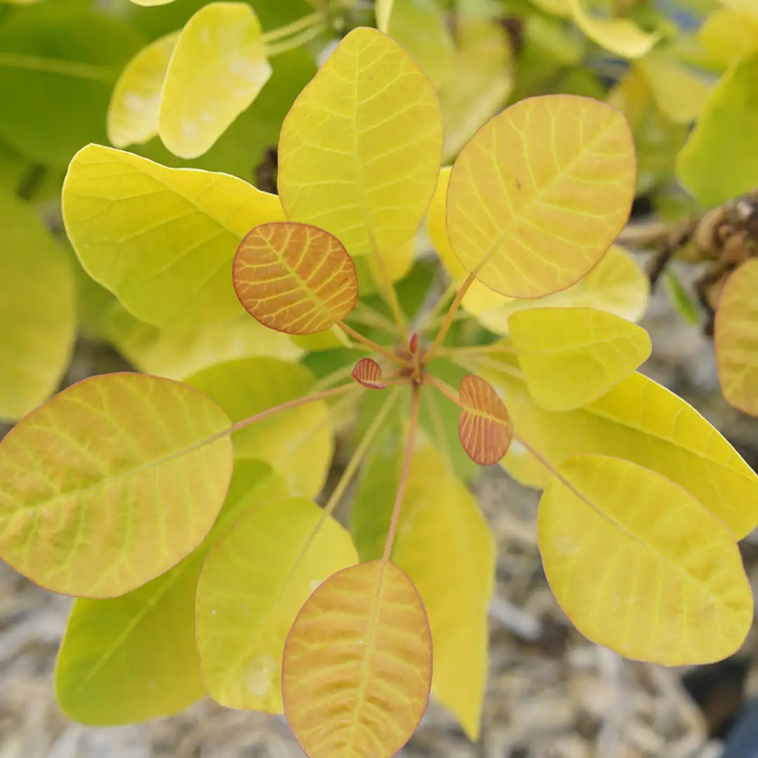 Winecraft Gold Cotinus | wholesale liners | - Spring Meadow Nursery
