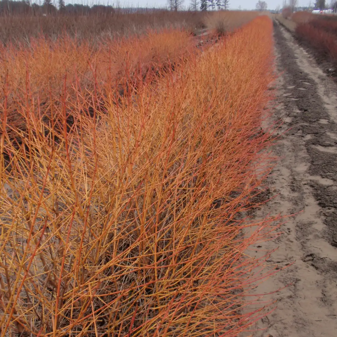 Arctic Sun Cornus | Spring Meadow - wholesale liners - Spring Meadow ...