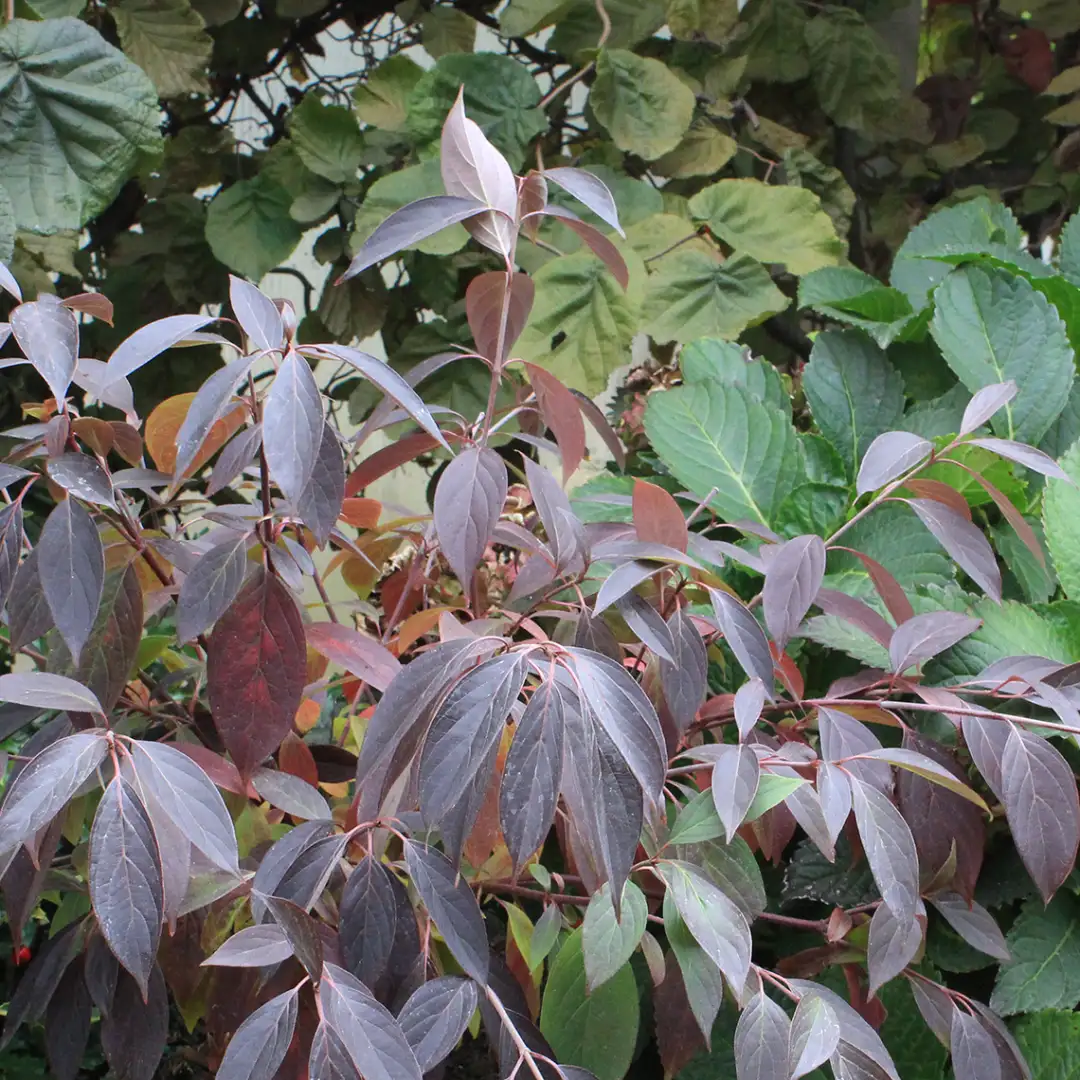Red Rover Cornus | Spring Meadow - wholesale liners - Spring Meadow Nursery