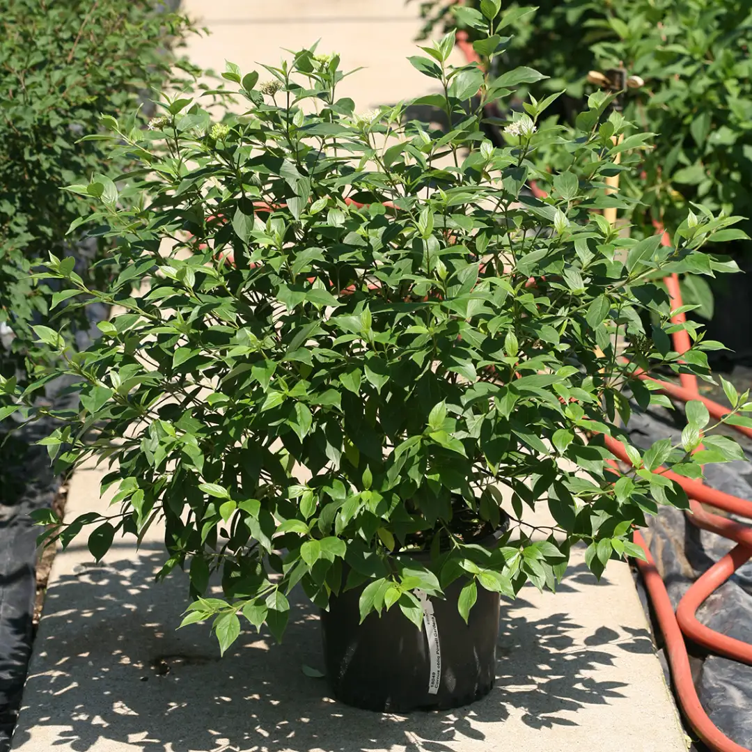 Red Rover Cornus | Spring Meadow - wholesale liners - Spring Meadow Nursery